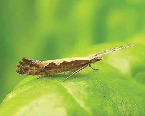 Invasive Pest- Diamondback moth, Plutella xylostella (Linnaeus ...