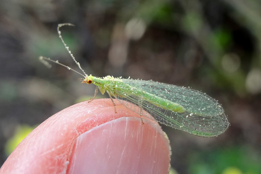Biological Control Agent -Green lacewing, Chrysoperla (=Chrysopa ...