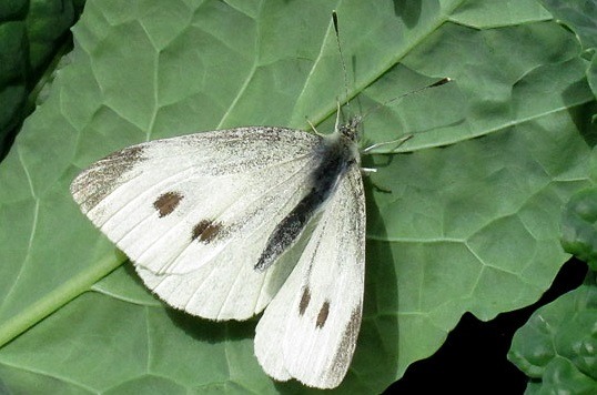 The cabbage white butterfly, Pieris brassicae (Linnaeus) (Lepidoptera: Pieridae) | Ai-Genix