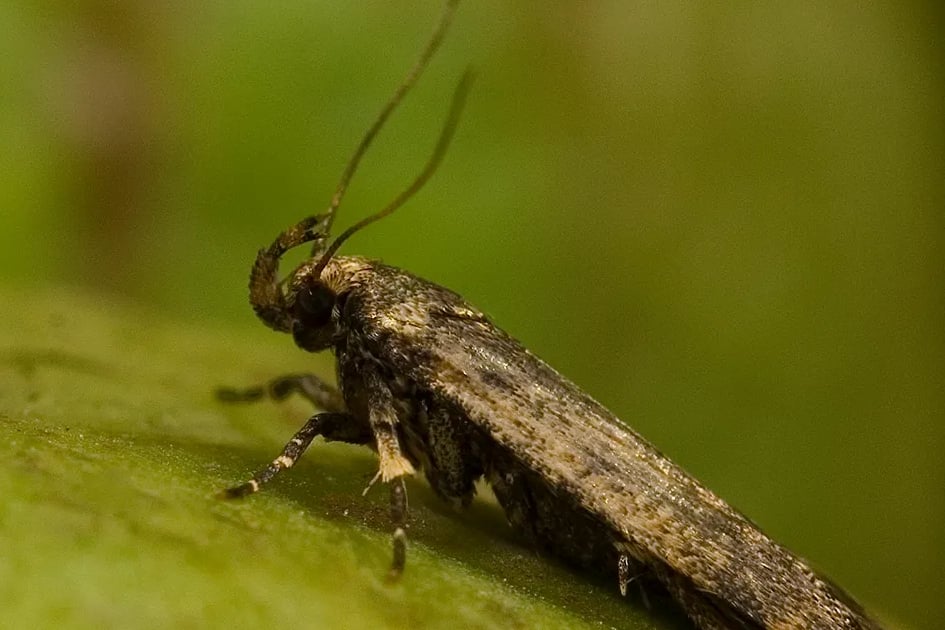 Cotton pink bollworm, Pectinophora gossypiella (Saunders) (Lepidoptera ...