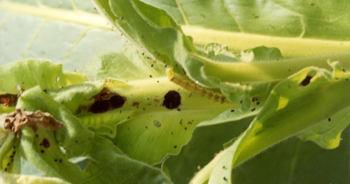 CO-RELATION BETWEEN INSECT PEST POPULATION AND DISEASES IN PLANTS | Ai ...