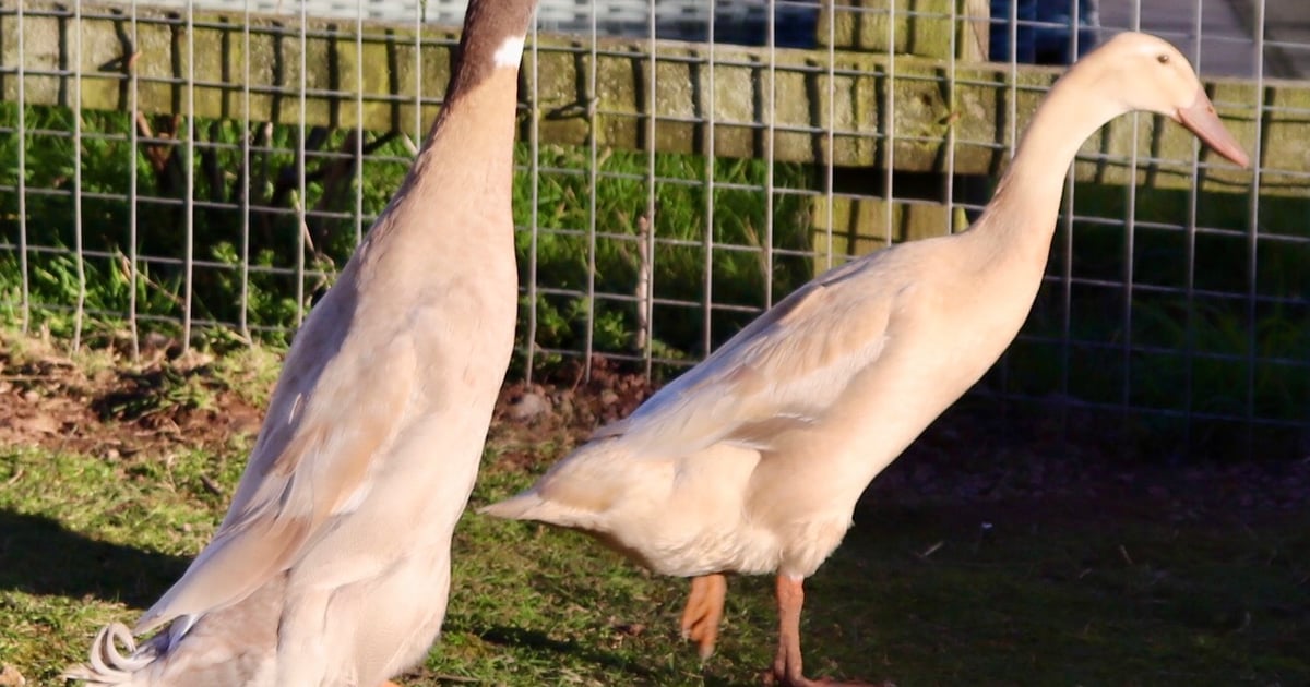 DUCKS ! | Dovecote Farm, High Woolaston