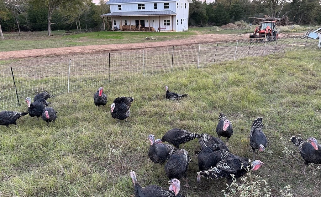 Poultry Rotational Grazing | Freedom Poultry