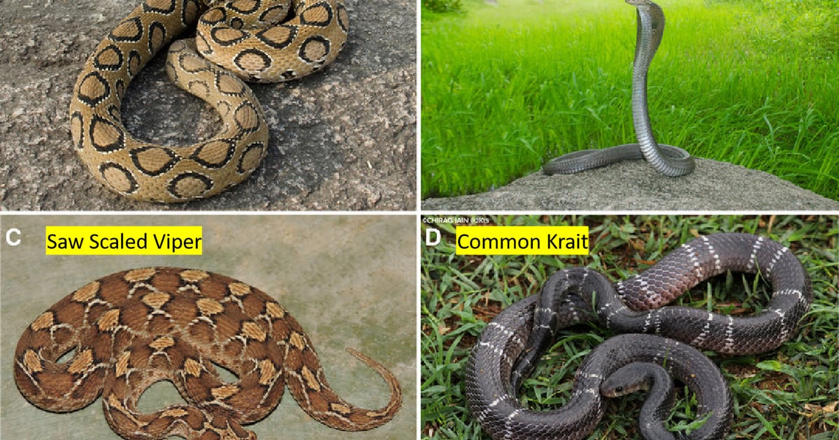 Essential Guide to Venomous Snakes in India | Just Safety
