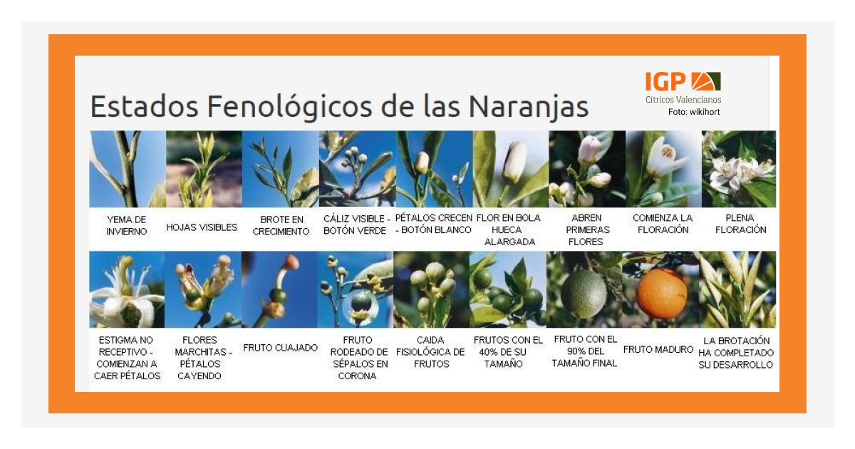 Por qué cambian de color las naranjas? | Naranjas Nando Durá