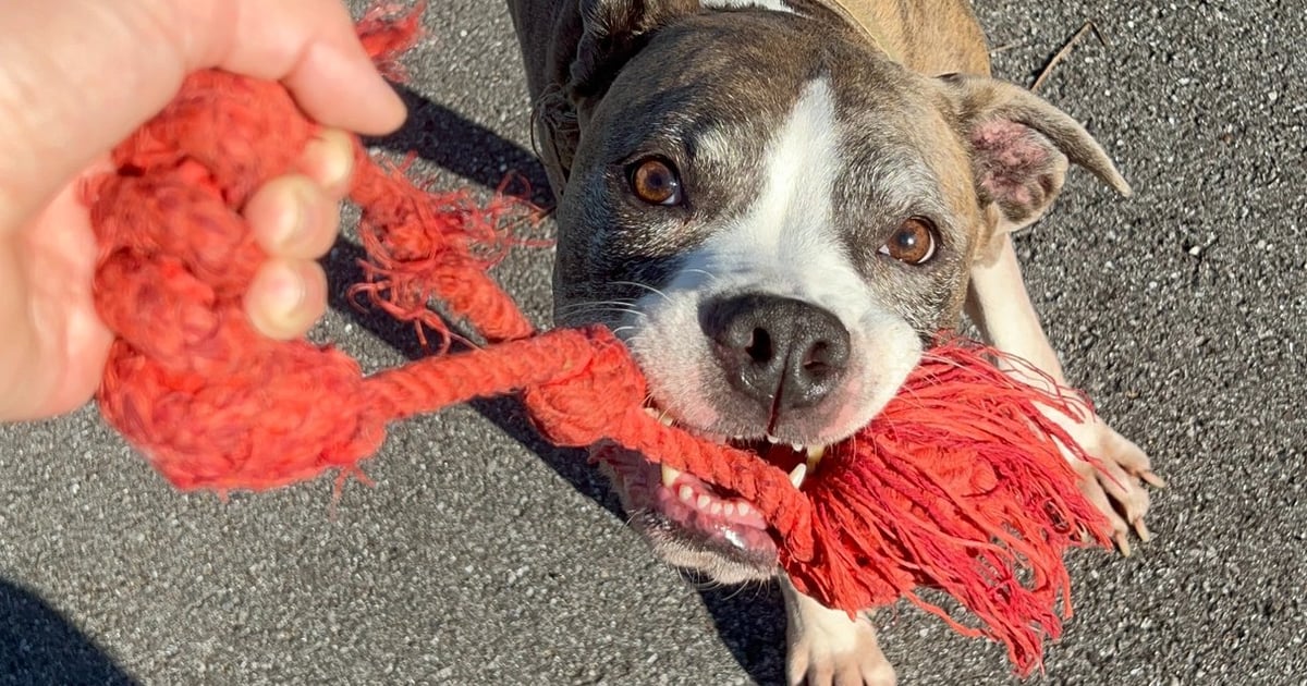 Con Cariño Dog Services-Veteran Owned-Small Business | Con Carino Dog ...