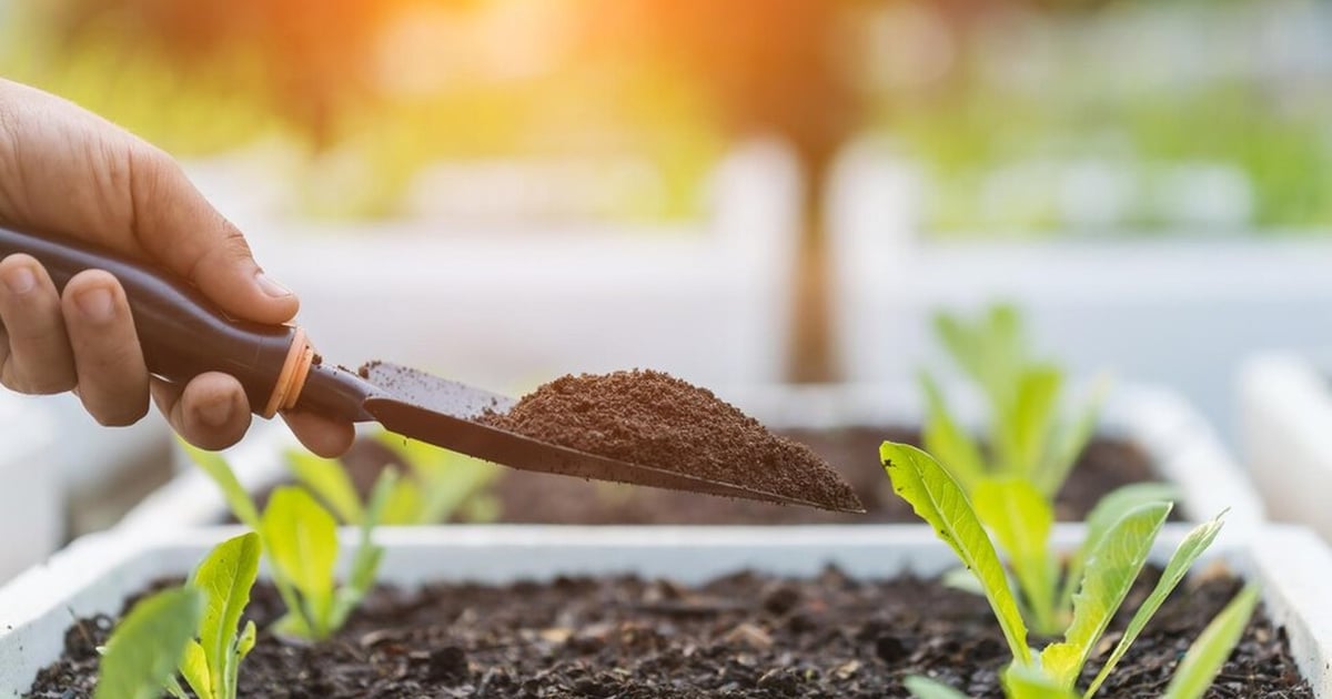 High-Quality Organic Vermicompost for Sustainable Growth | The Soil Cast