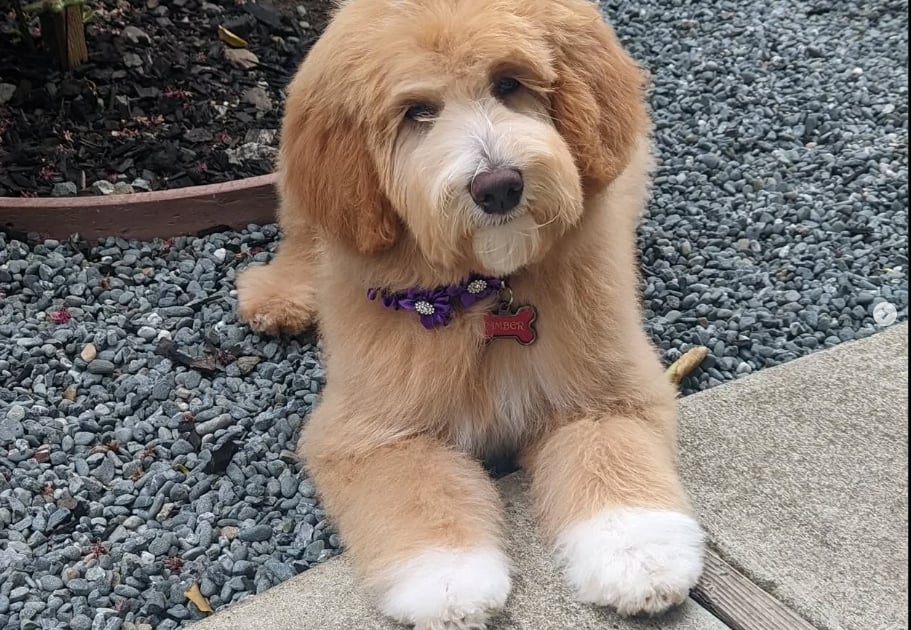 Labradoodle Grooming Guide | Gemstone LAbradoodles
