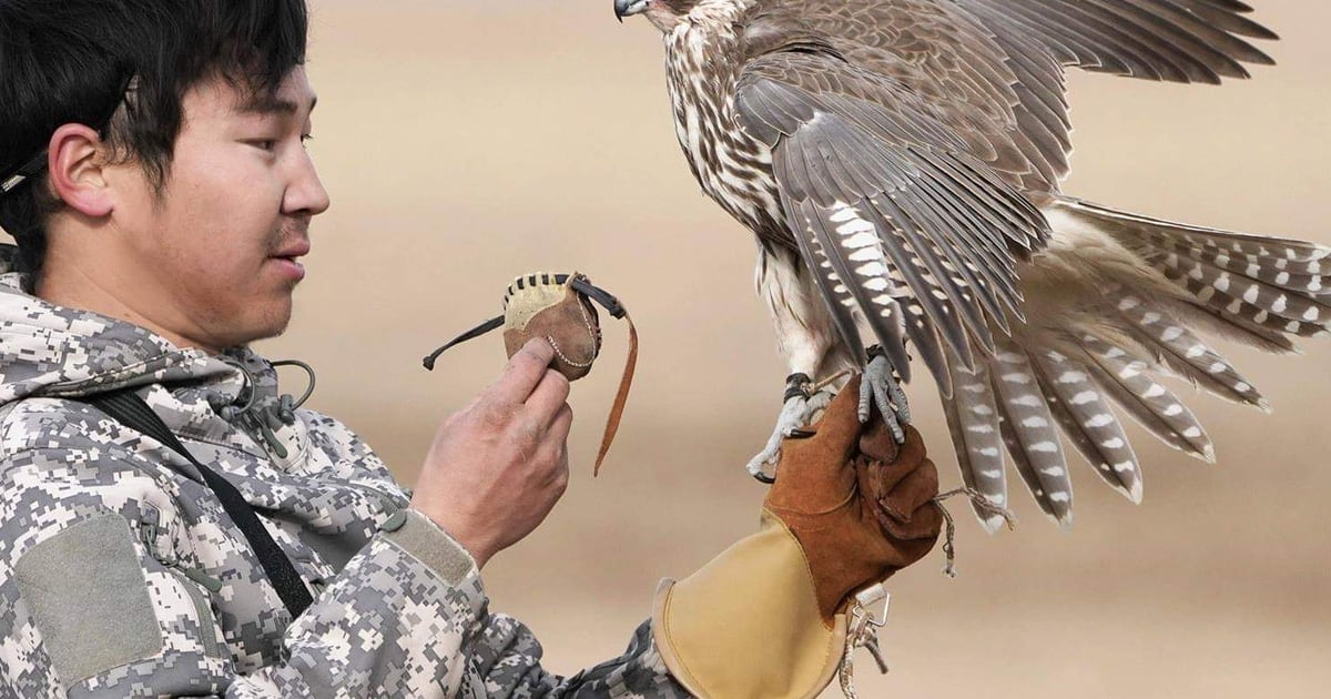 Mongolian forgotten culture falconry | PLANET MONGOLIA