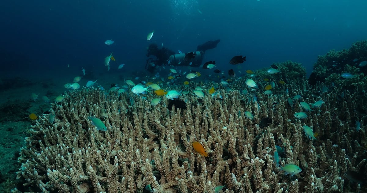 Diving the Hidden Underwater Paradise of Tincasan Island | Sugbu Diver