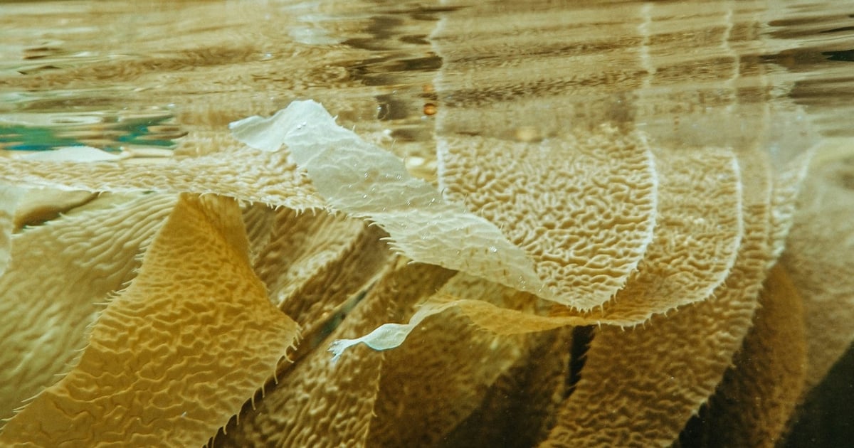 l'algue au service des chefs | Omanori