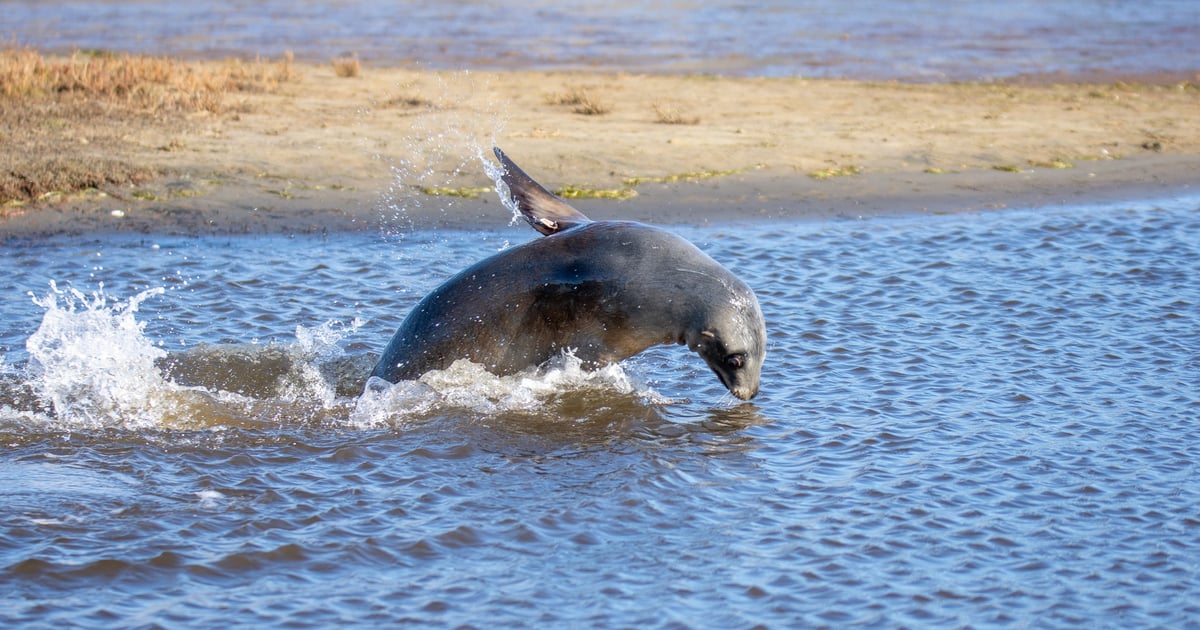 Our Mahi (work) | New Zealand Sea Lion Trust