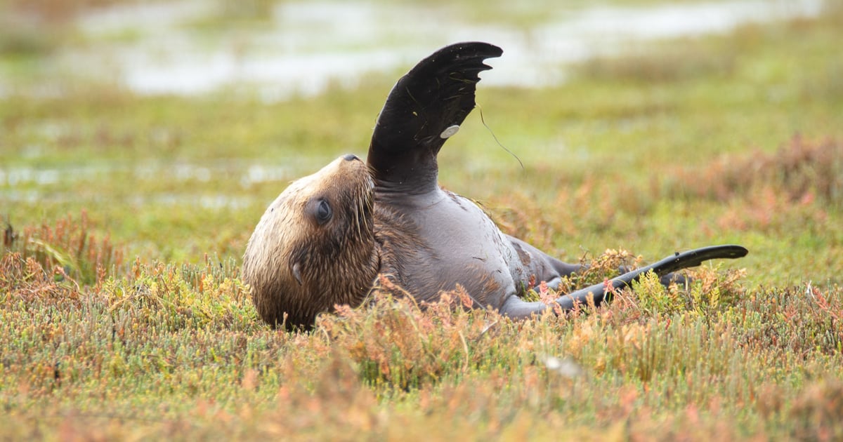 What are pakake/NZ sea lions? | New Zealand Sea Lion Trust