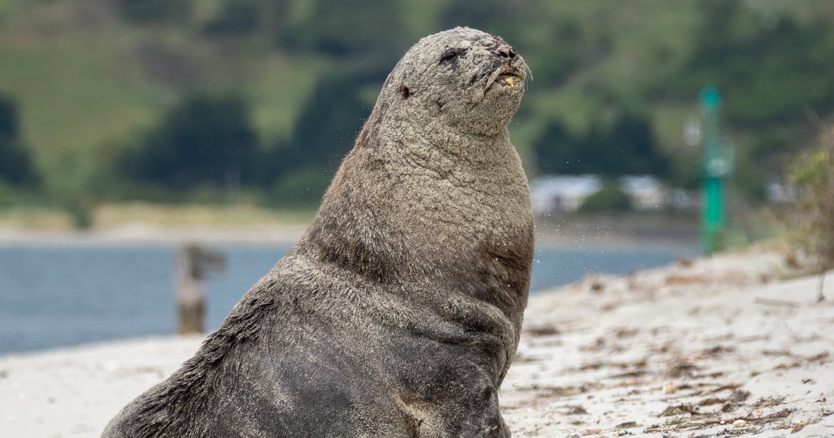 Ōtepoti Pakake - Dunedin Sea Lions | New Zealand Sea Lion Trust