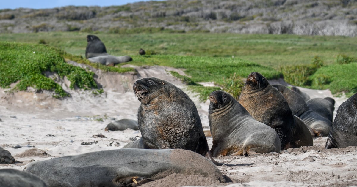Te Ao Māori and Pakake | New Zealand Sea Lion Trust
