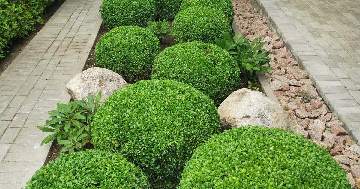 Buksmedžių ligos ir kenkėjai | Justas Garden - išsprendžiame sodo ...