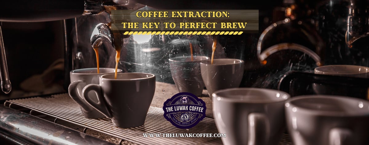 Coffee Extraction: The Key to Perfect Brew | THE KOPI LUWAK (LUWAK COFFEE)