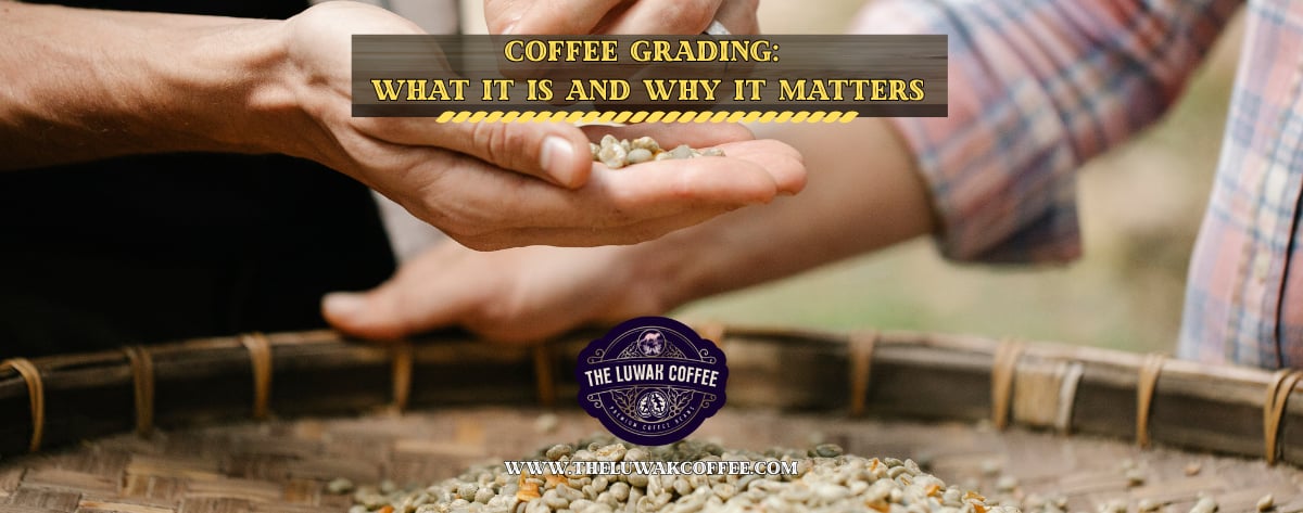 Coffee Grading: What It Is and Why It Matters | THE KOPI LUWAK (LUWAK ...