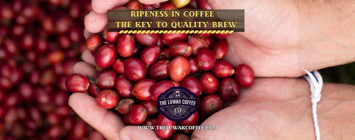 Ripeness in Coffee : The Key to Quality Brew | THE KOPI LUWAK (LUWAK ...