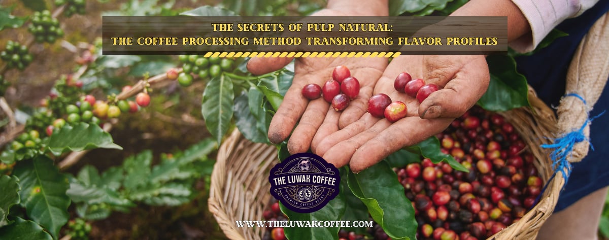 The Secrets of Pulp Natural: The Coffee Processing Method Transforming ...