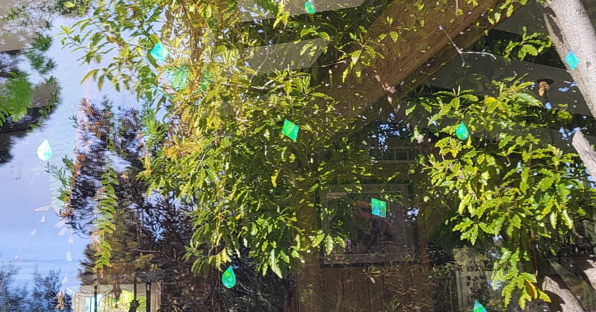 Bird Window Strike Prevention | Caring Content