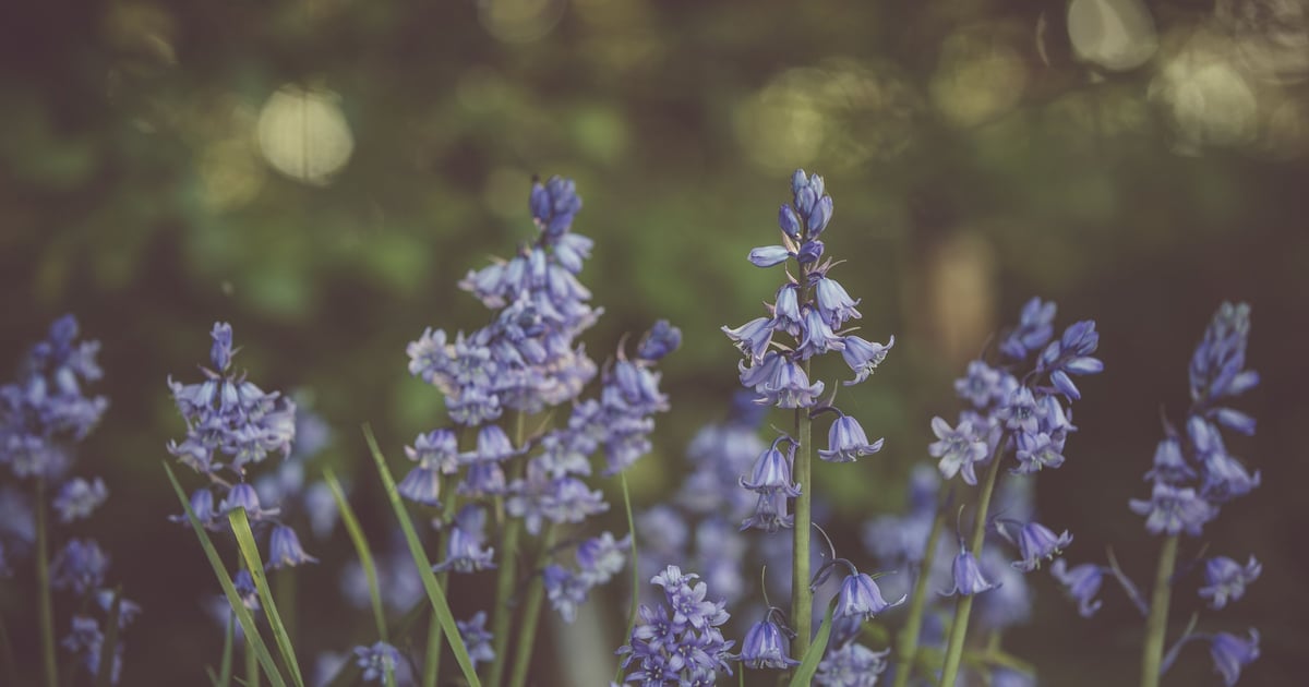 Contact Us | Bonsai Wellness