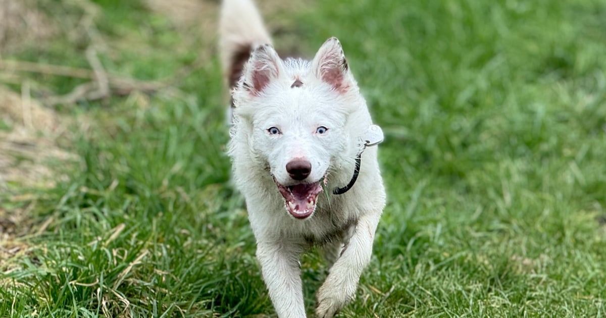 10 tips for forming a well behaved dog | HGK9CO.