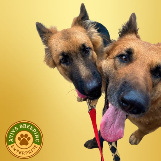 Premium German Shepherd Dogs for Sale in Kigali, Rwanda | Aviva Breeding