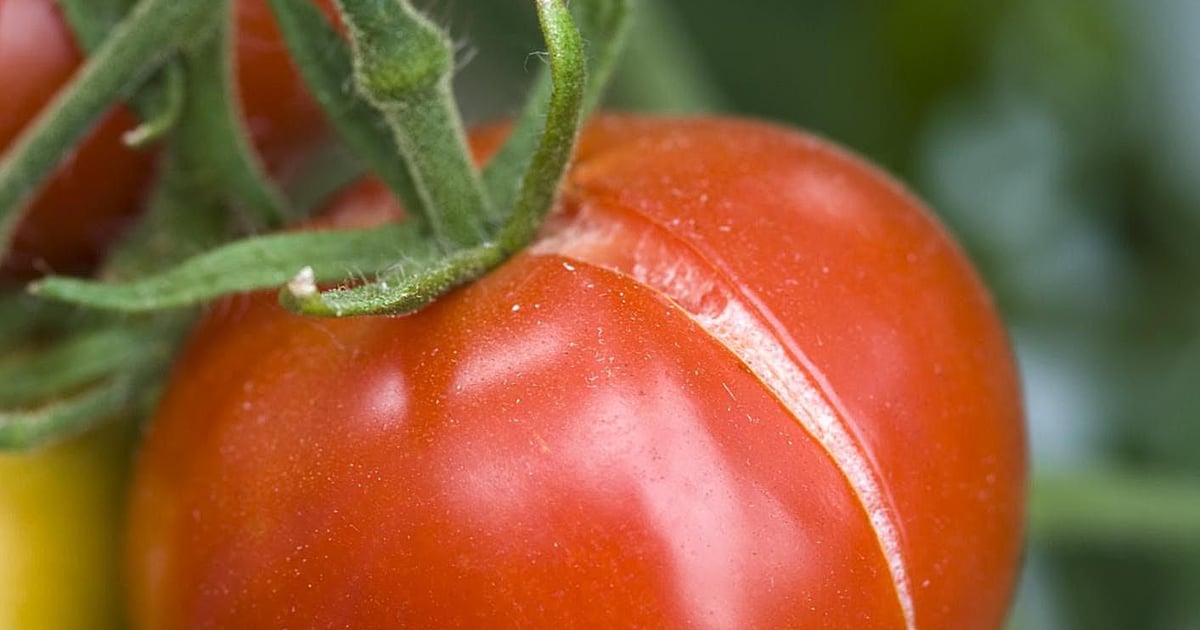 Can You Eat Tomatoes That Have Split Open? | Yard And Garden Roots
