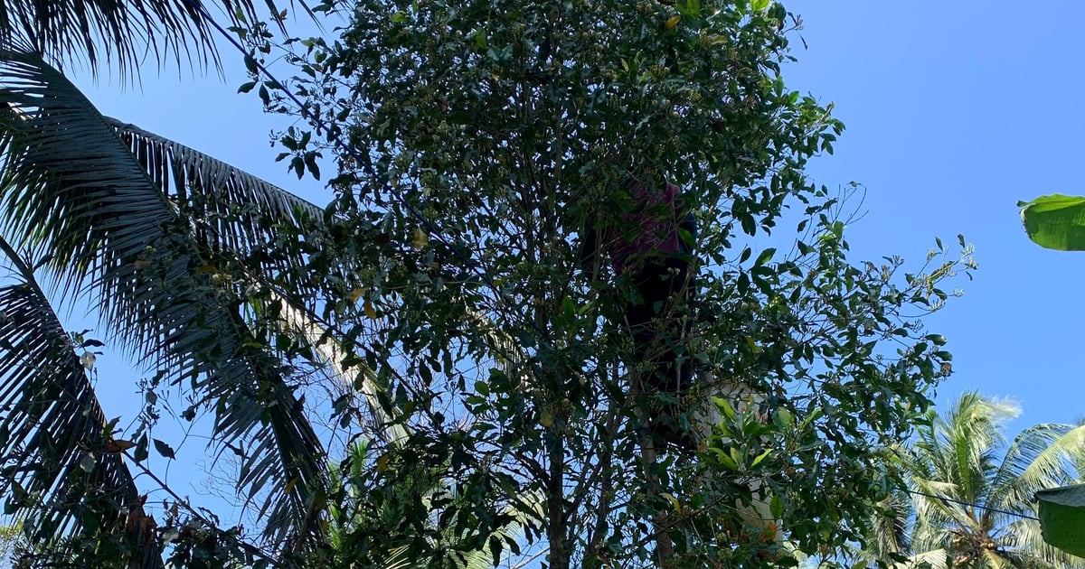 Sustainable Clove Farming Practices | Indieast Spices Export