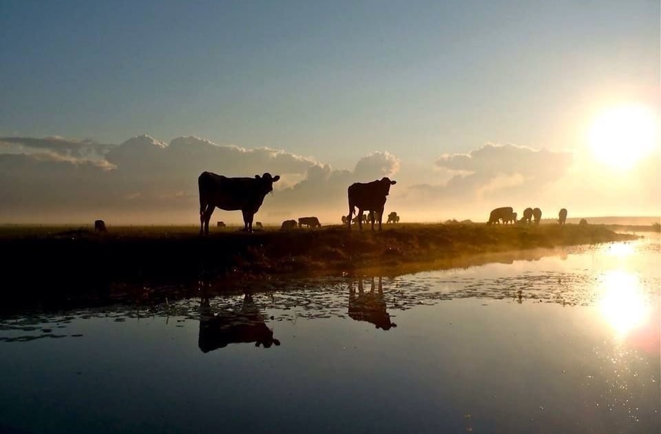 Evo Meats - Premium Wagyu Beef Distributors | Evo Meats