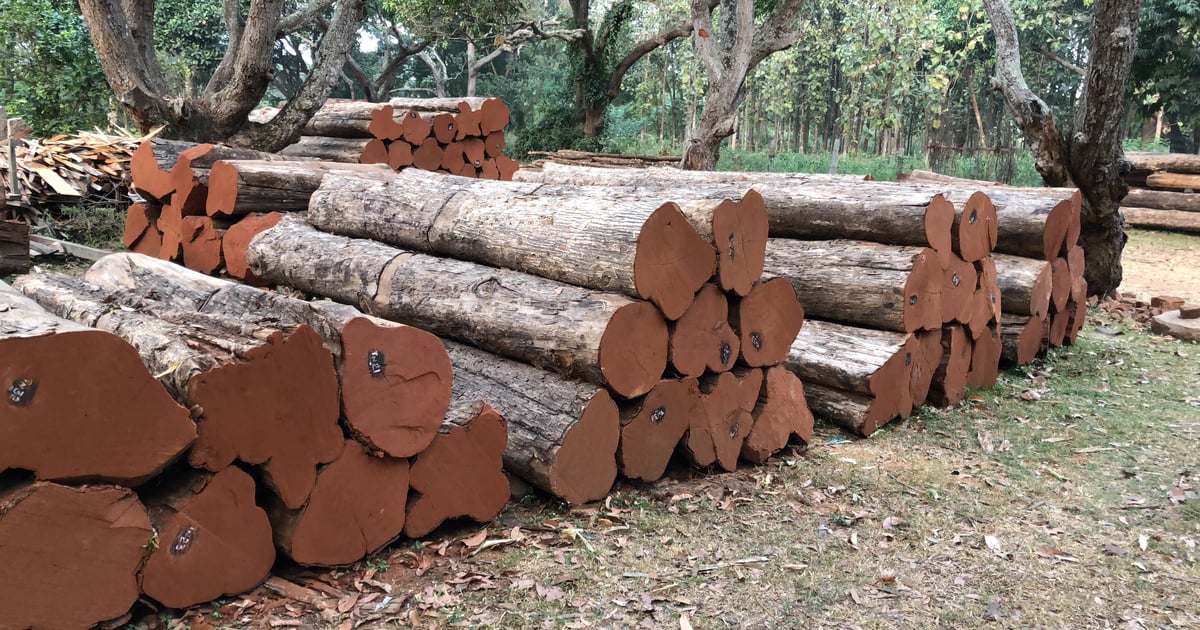 The Benefits of Hunsur Teak: The Finest Indian Forest Timber | VASAVI WOOD