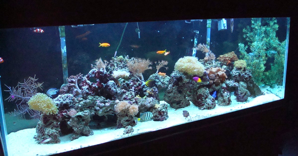 Salt Water Fish Tank: Cross Country Trek and In-Wall Build | ManCave ...