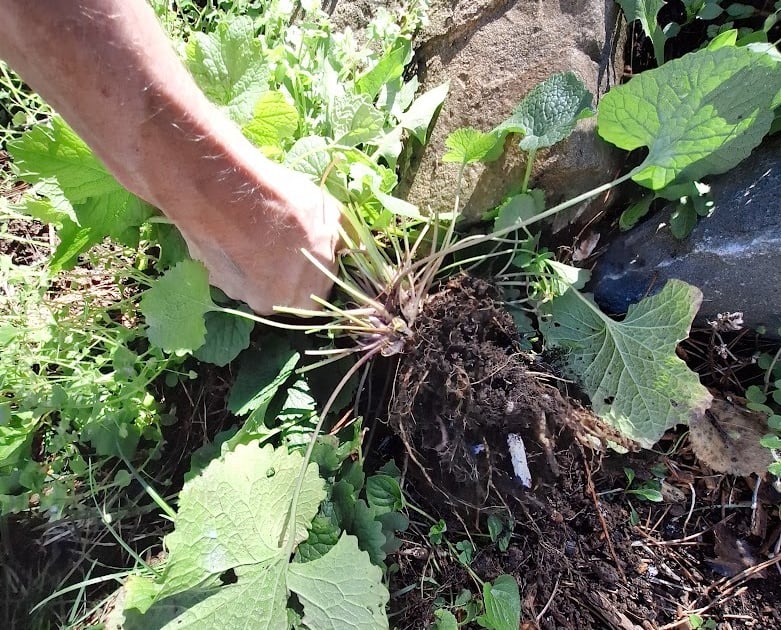 Get Rid of Unwanted Garden Plants: Actionable Guide