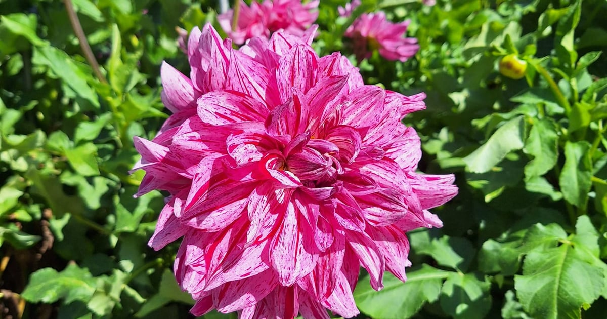 Beautiful Spring Garden Plants that Shine this Season