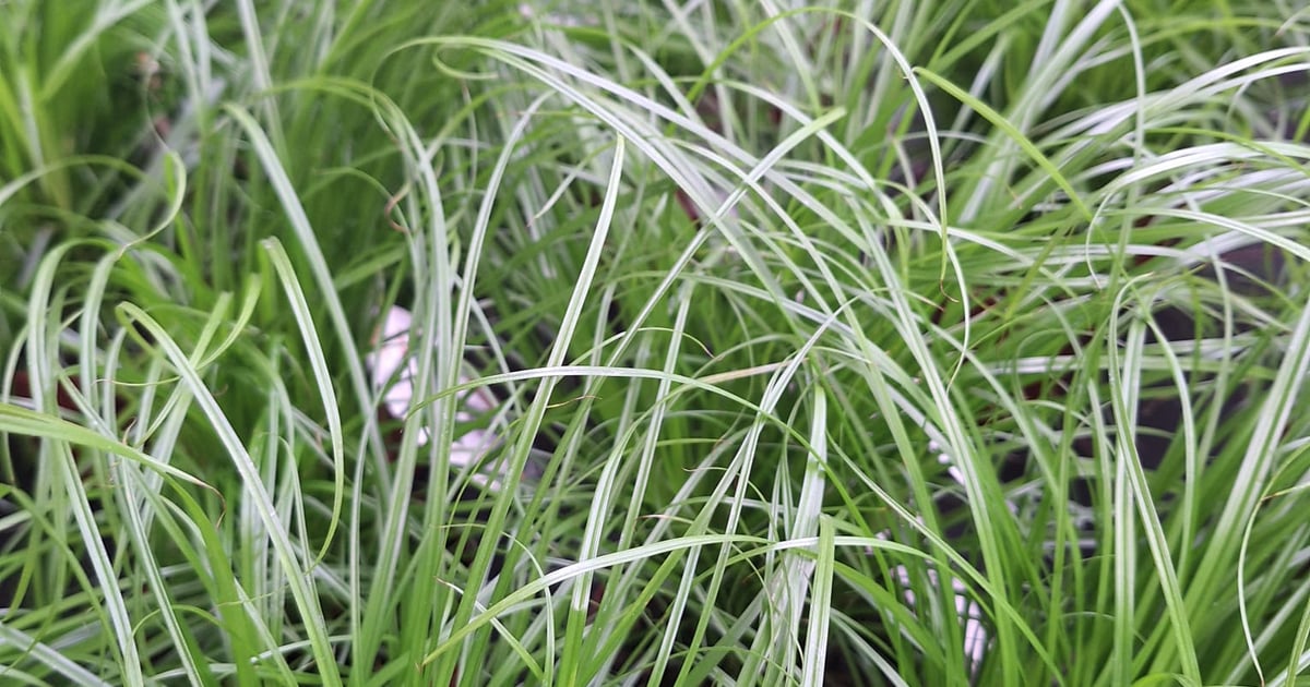 The Best Ground Cover Plants with Environmental Benefits