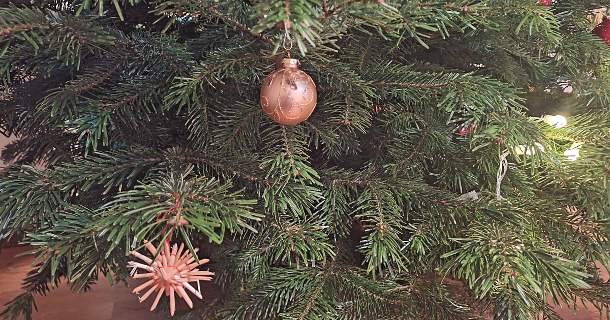 How to Grow a Christmas Tree for a Multi-Year Use