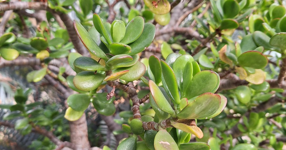 The 8 Most Interesting African Cactus Plants