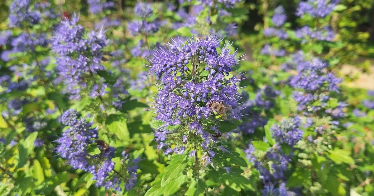 The Best Slow Growing Shrubs for Long Term Gardening