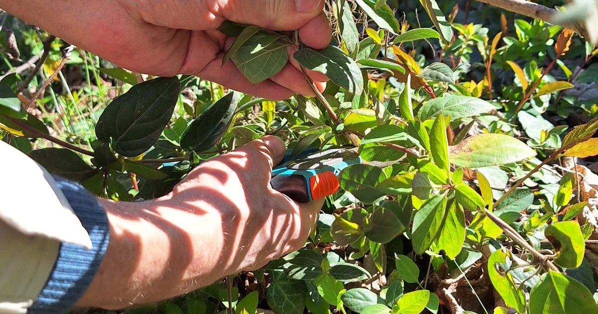 How to Prune Bueshes and Shrubs Correctly