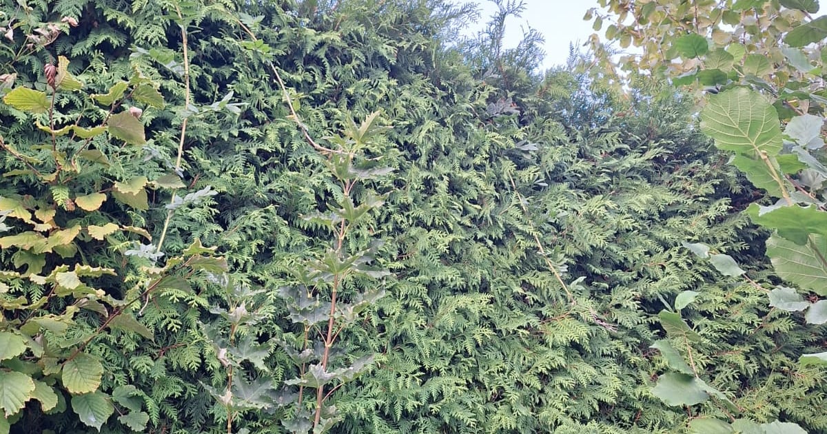 Top 11 Deer Resistant Privacy Shrubs and Hedges