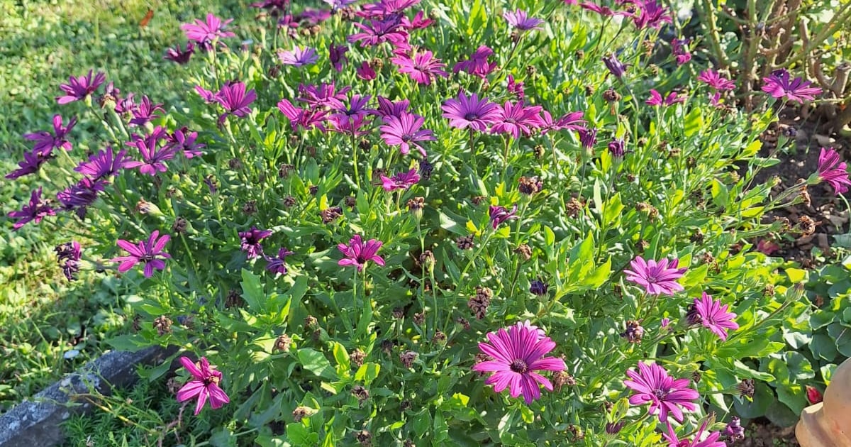 8 Interesting Green Shrubs That Are Also Flowering