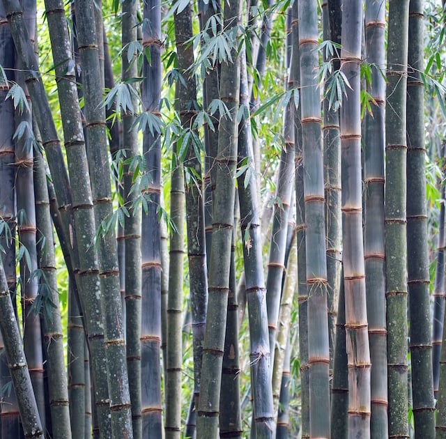 The 7 Best Bamboo Ornamental Plants to Grow