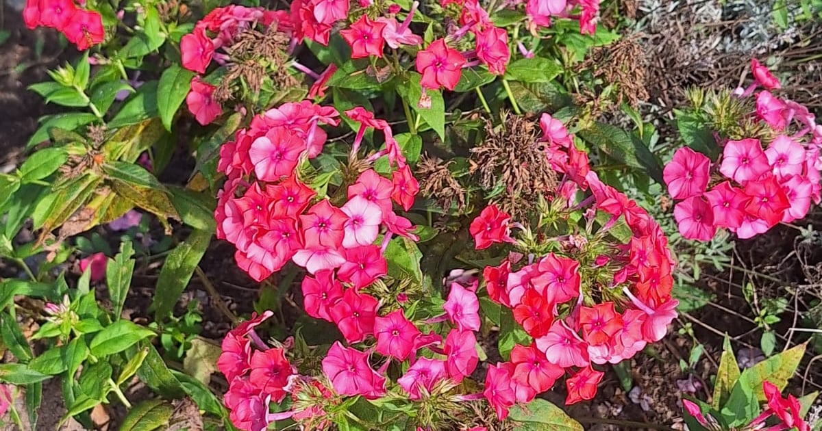 Lovely Dwarf Perennials for Your Garden