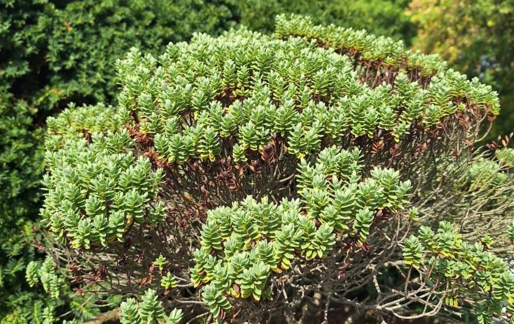 Top 11 Small And Low Growing Evergreen Shrubs