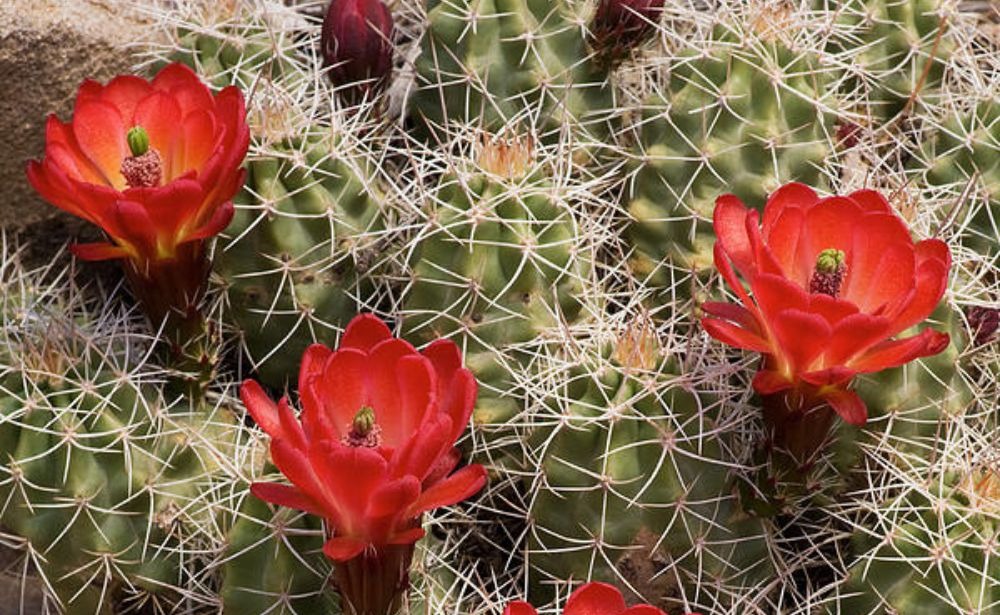 10 Flowering Cacti (Images and Identification)