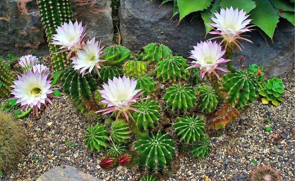 8 Inspiring Japanese Cactus Plants For Your Garden