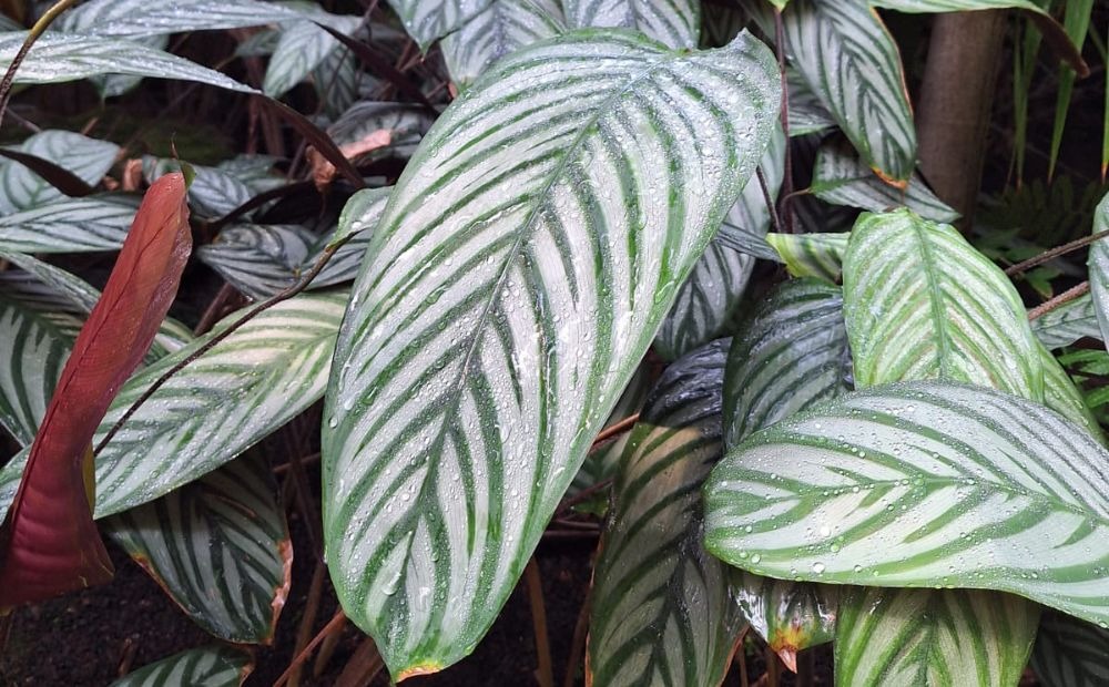 10 Leafy Garden Plants With Ecological Benefits