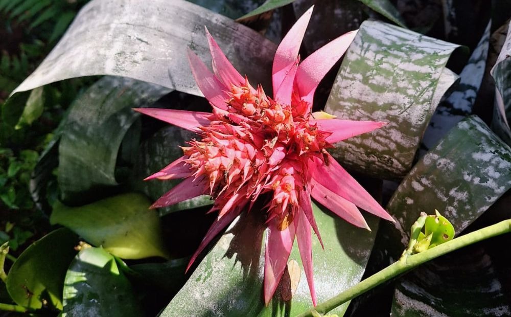 Amazing Indonesian Flowers You Need to Know About