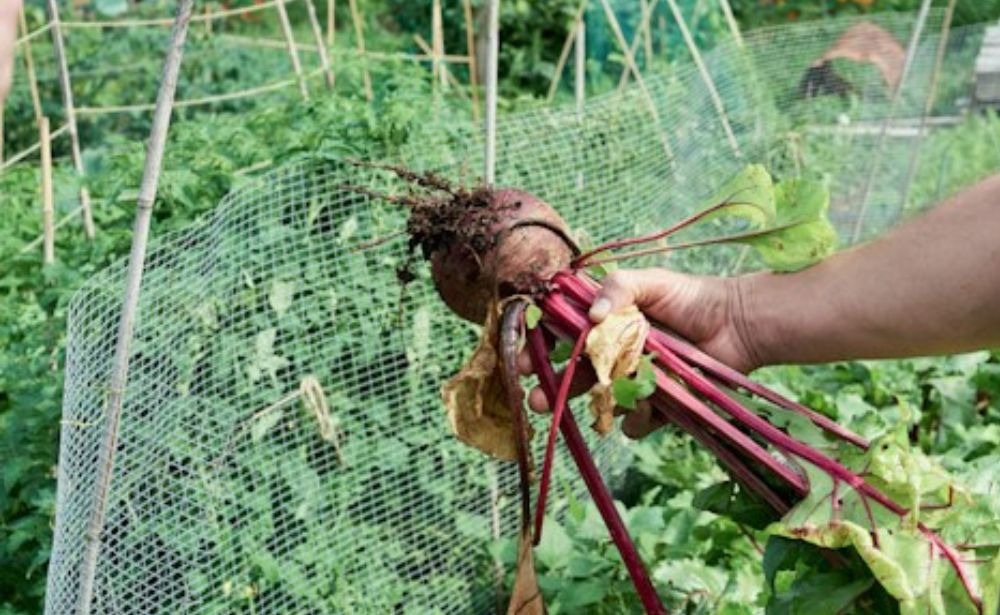 The Best Way to Properly Harvest Beets